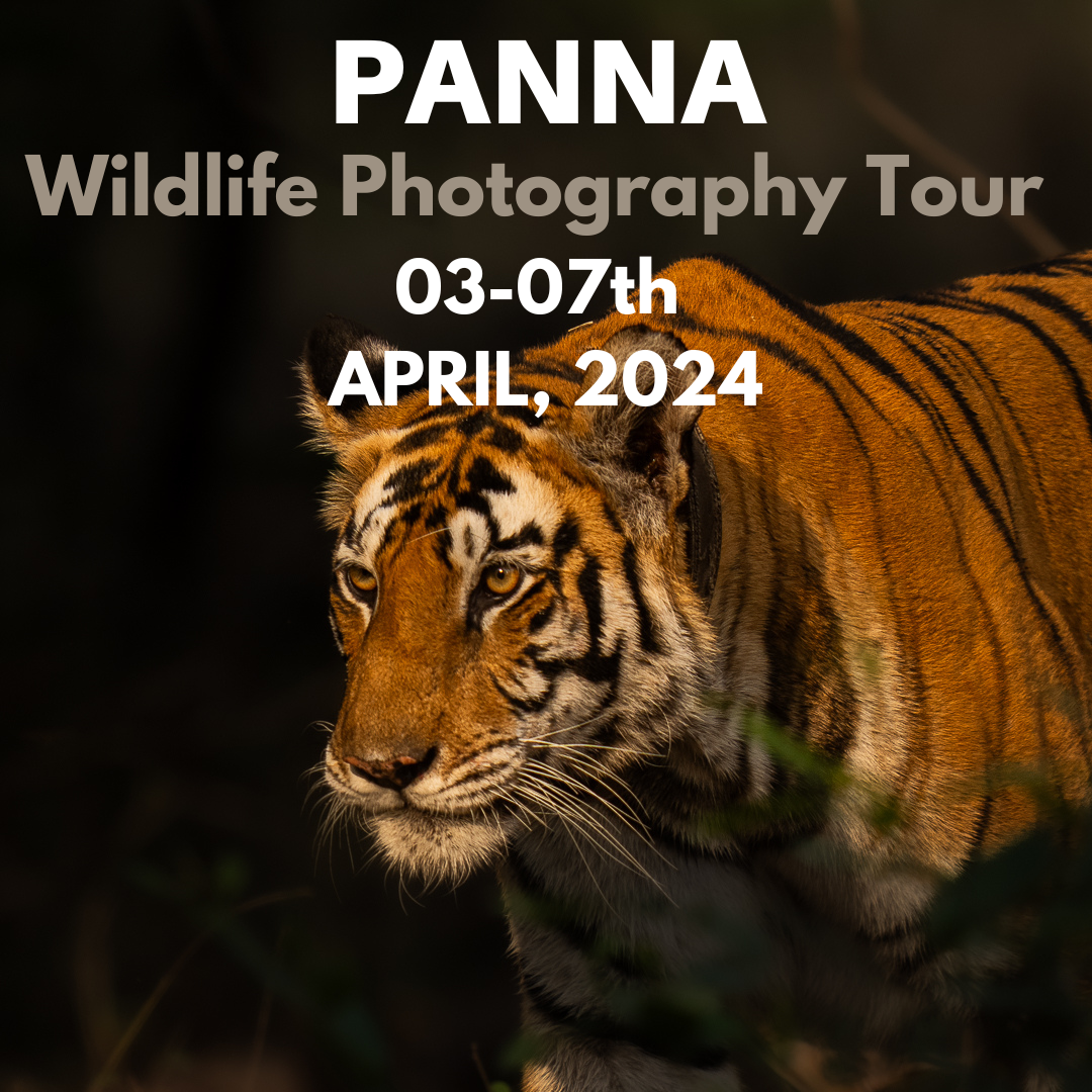 Panna-april-2024 – © Sudhir Shivaram Photography