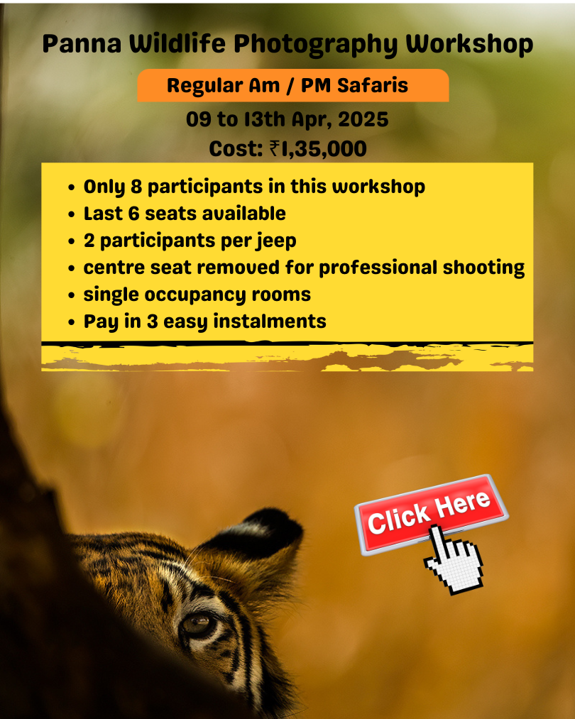 Panna Regular April safari – © Sudhir Shivaram Photography